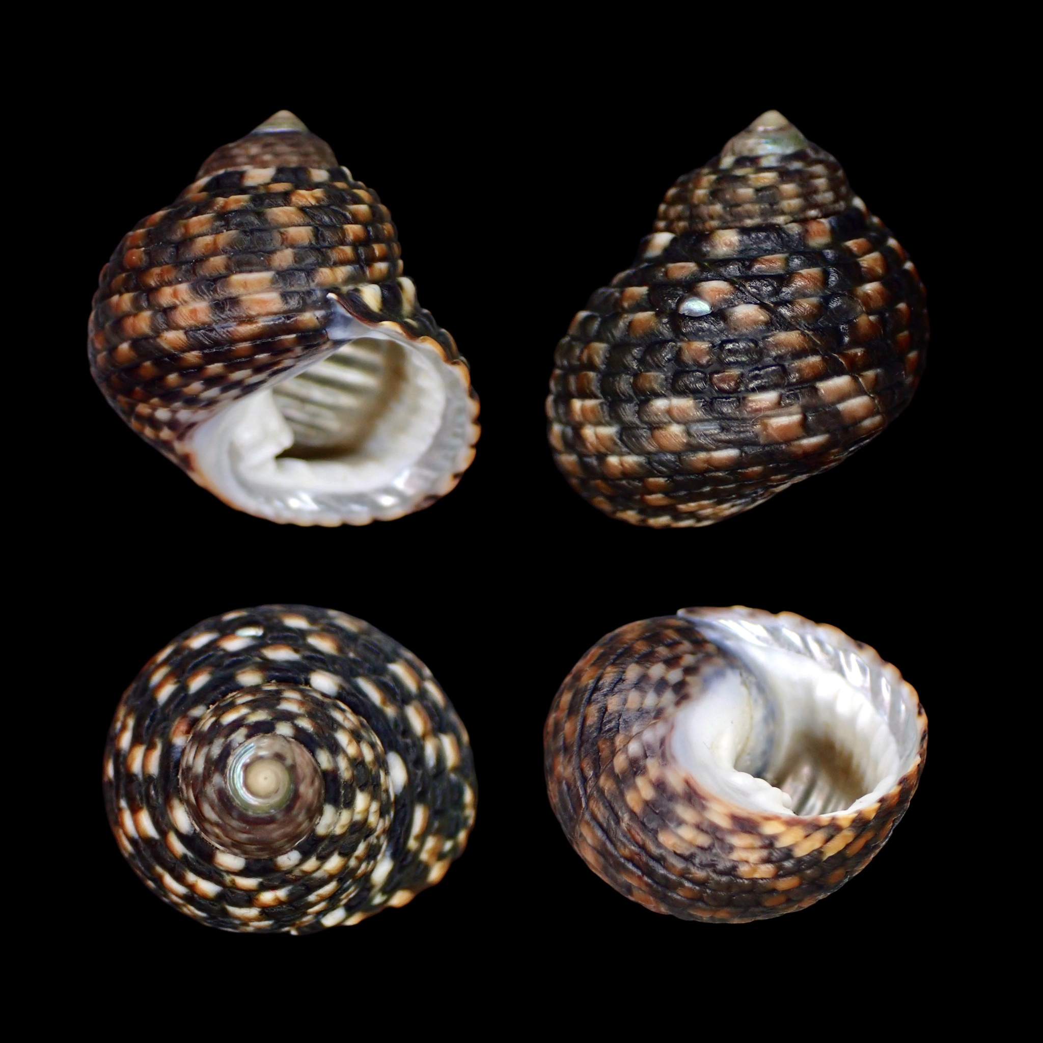 Monodonta confusa Tapparone Canefri, 1874