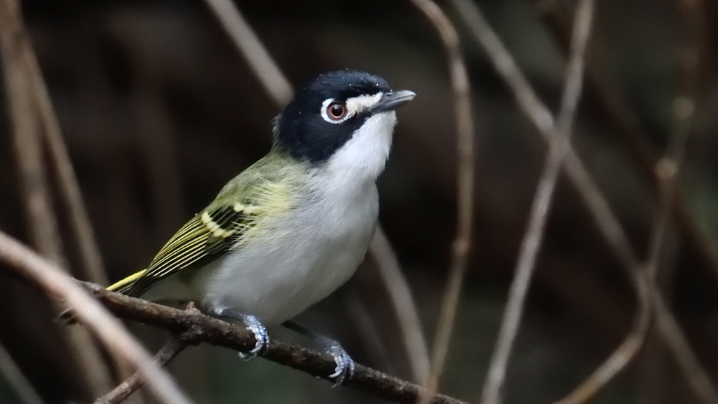 Black-capped Vireo from Bustamante, MX-NL, MX on March 15, 2023 at 12: ...