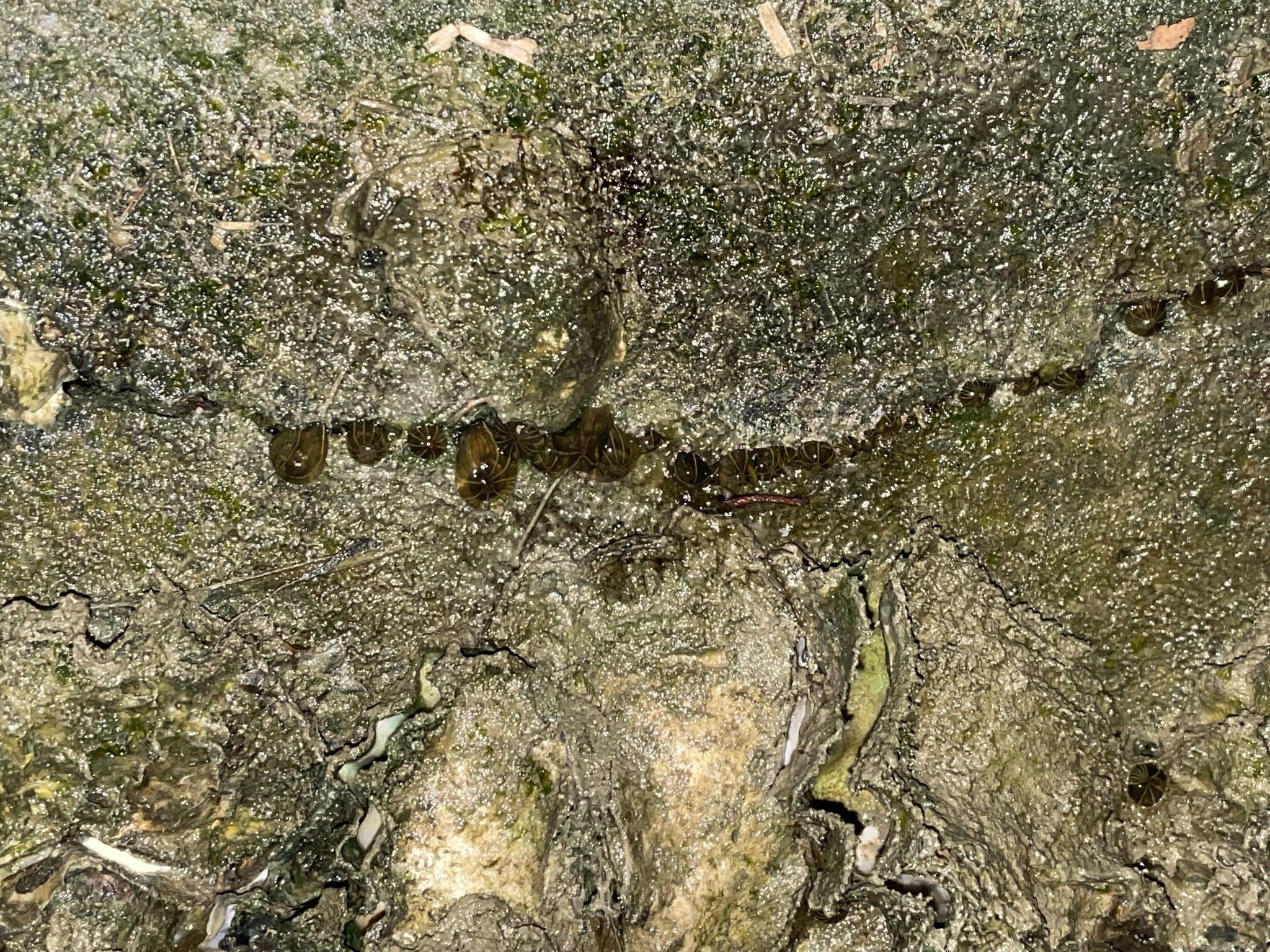 Diadumene lineata (Verrill, 1869)