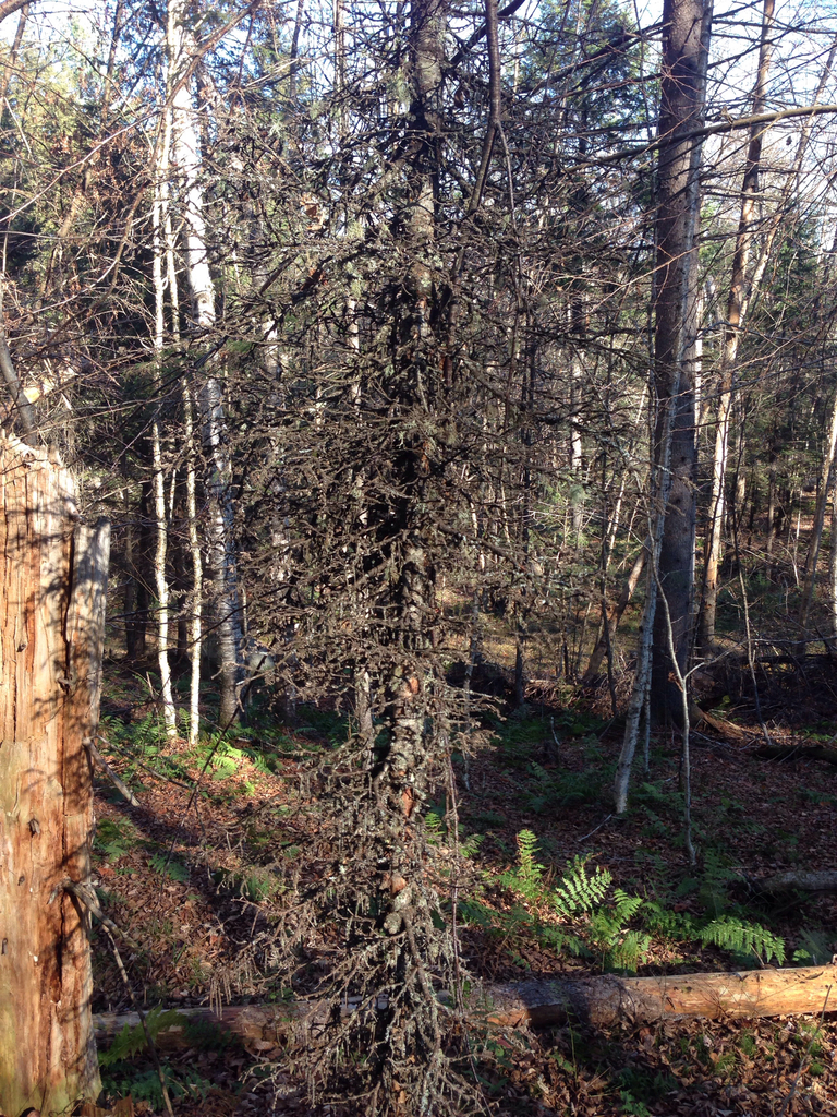 balsam fir on November 4, 2015 at 01:11 PM by Charlie Hohn. Upside down ...