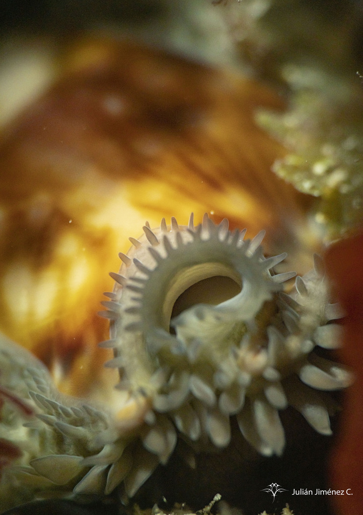 Spotted Cowry from Arrecife de Puerto Morelos, Benito Juárez, MX-QR, MX ...
