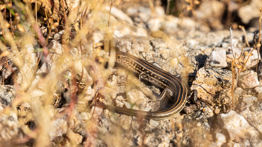 Ctenotus Skinks from Hallelujah Hills SA 5381, Australia on January 24 ...