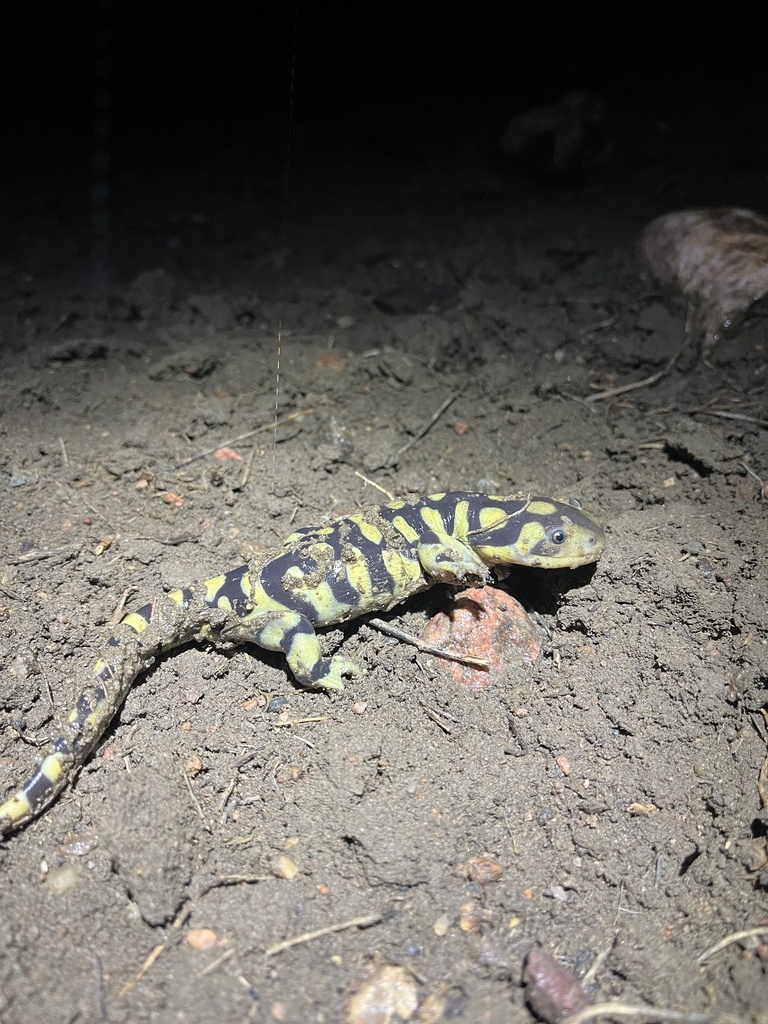 Barred Tiger Salamander in March 2023 by Liam Hopkins. 2 surface active ...