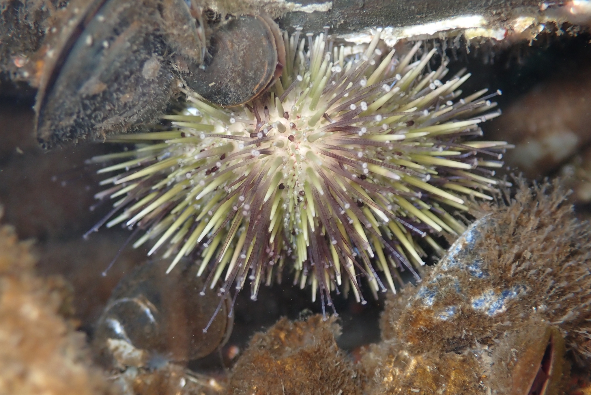 Strongylocentrotus droebachiensis (O.F.Müller, 1776)