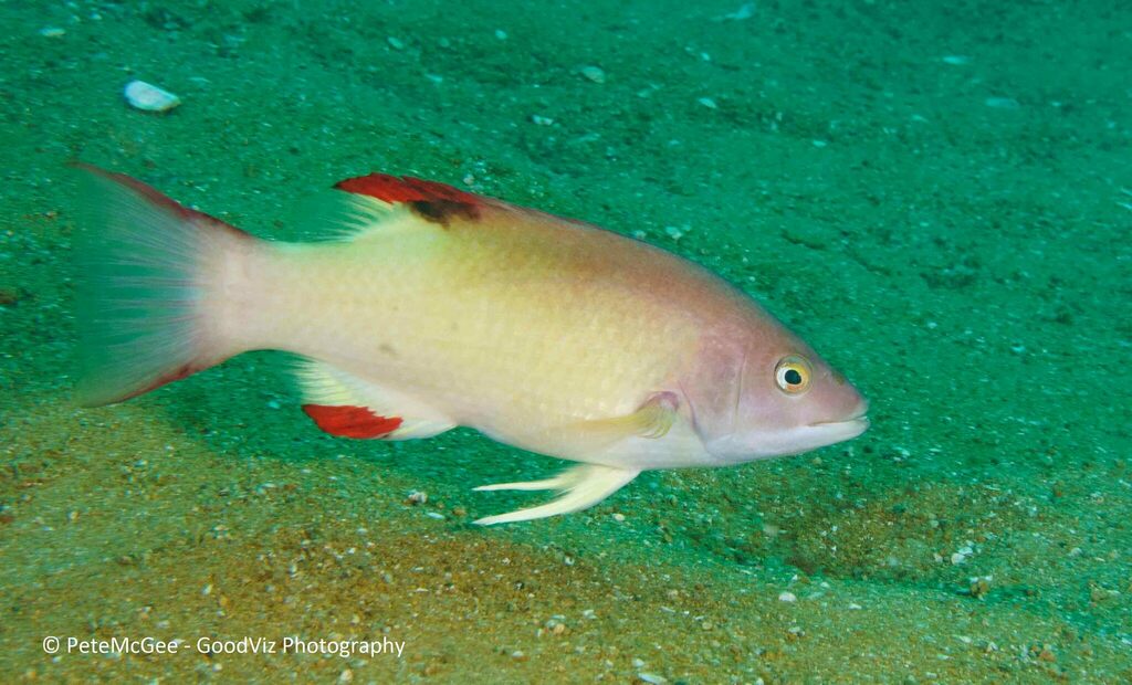 Bay of Bengal hogfish (Saltwater Fish of the Indo Pacific) · iNaturalist