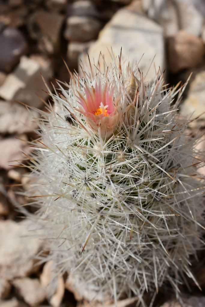 Column Foxtail Cactus in March 2023 by Joey Santore · iNaturalist