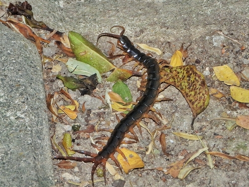 Rhysida immarginata · iNaturalist Mexico