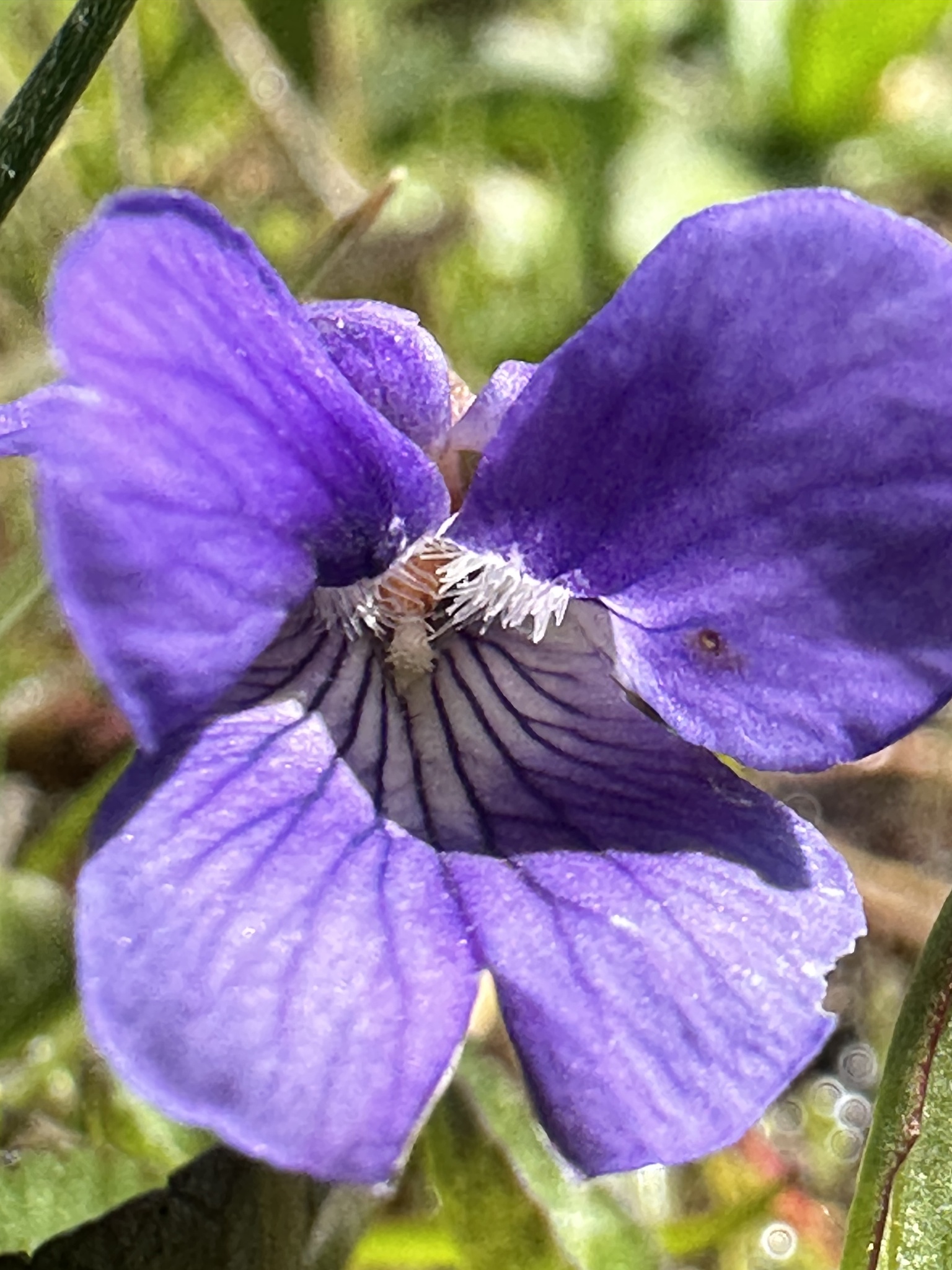 Viola adunca Sm.
