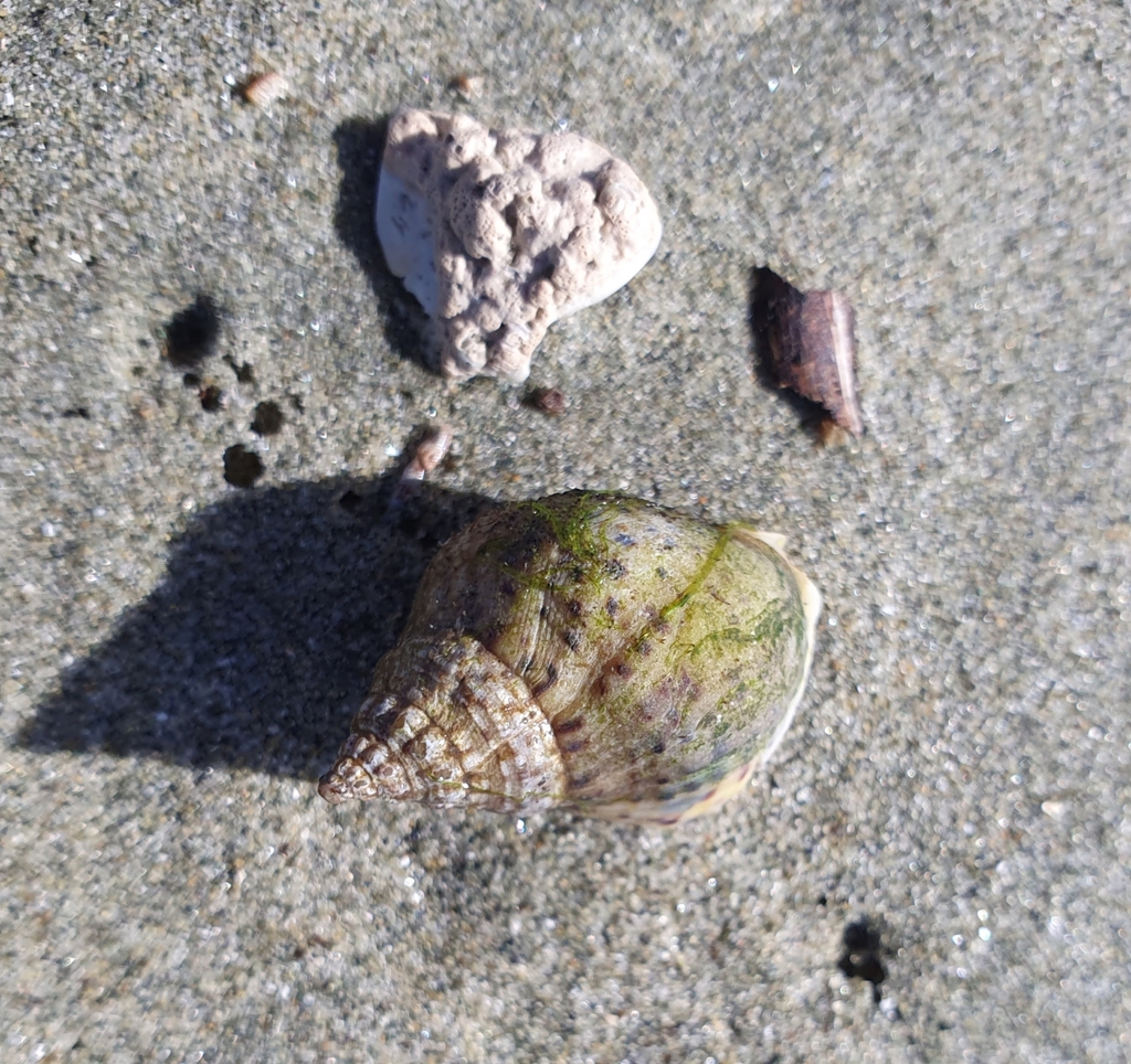 Speckled Whelk from Nelson 7011, New Zealand on March 10, 2023 at 10:56 ...