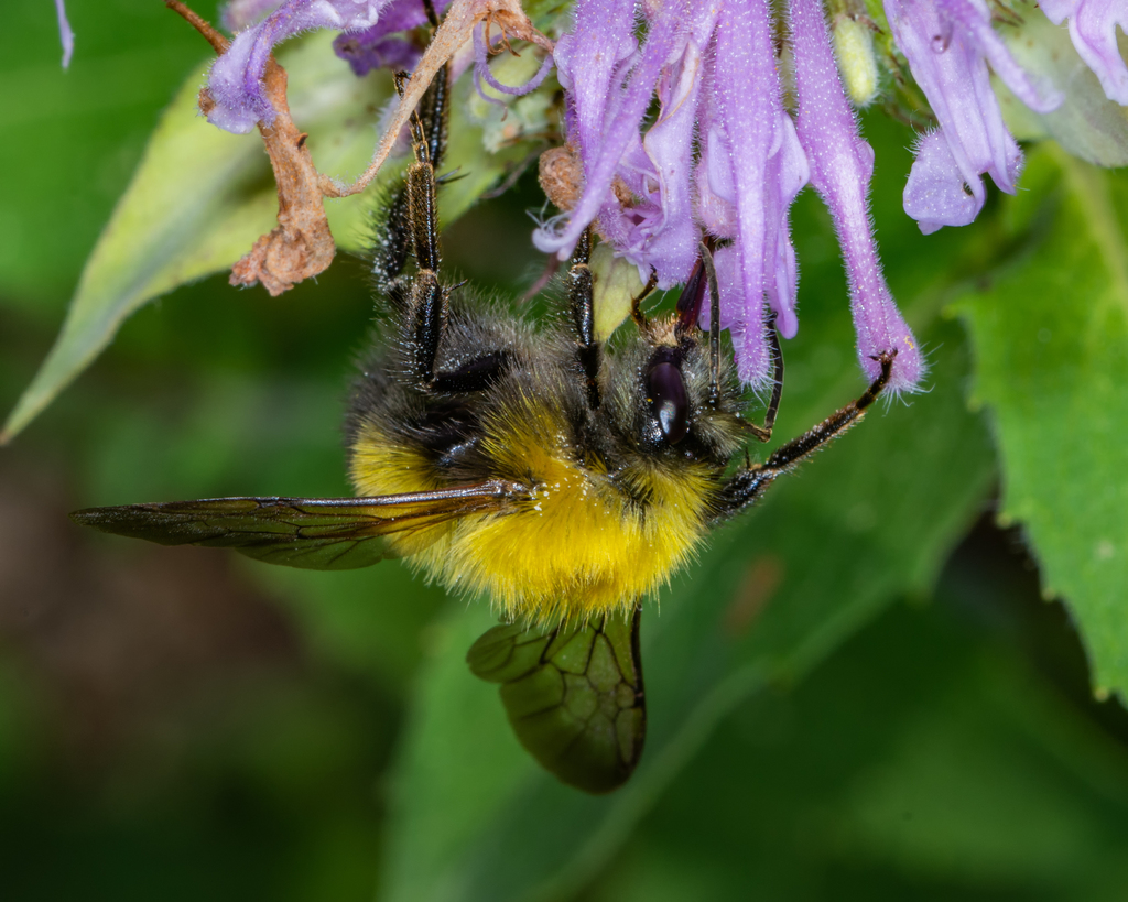 Perplexing Bumble Bee (Species of Village Park: Lawrenceville, NJ ...