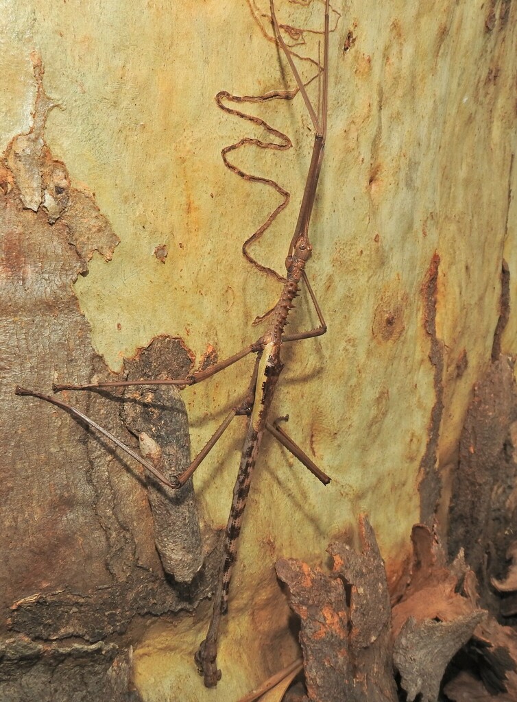Giant Spiny Acrophylla from Talegalla Weir QLD 4650, Australia on March ...