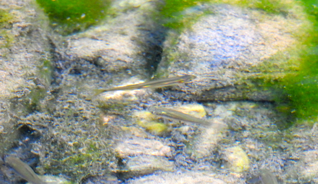 Australian Smelt from Armstrong Creek QLD 4520, Australia on March 16 ...