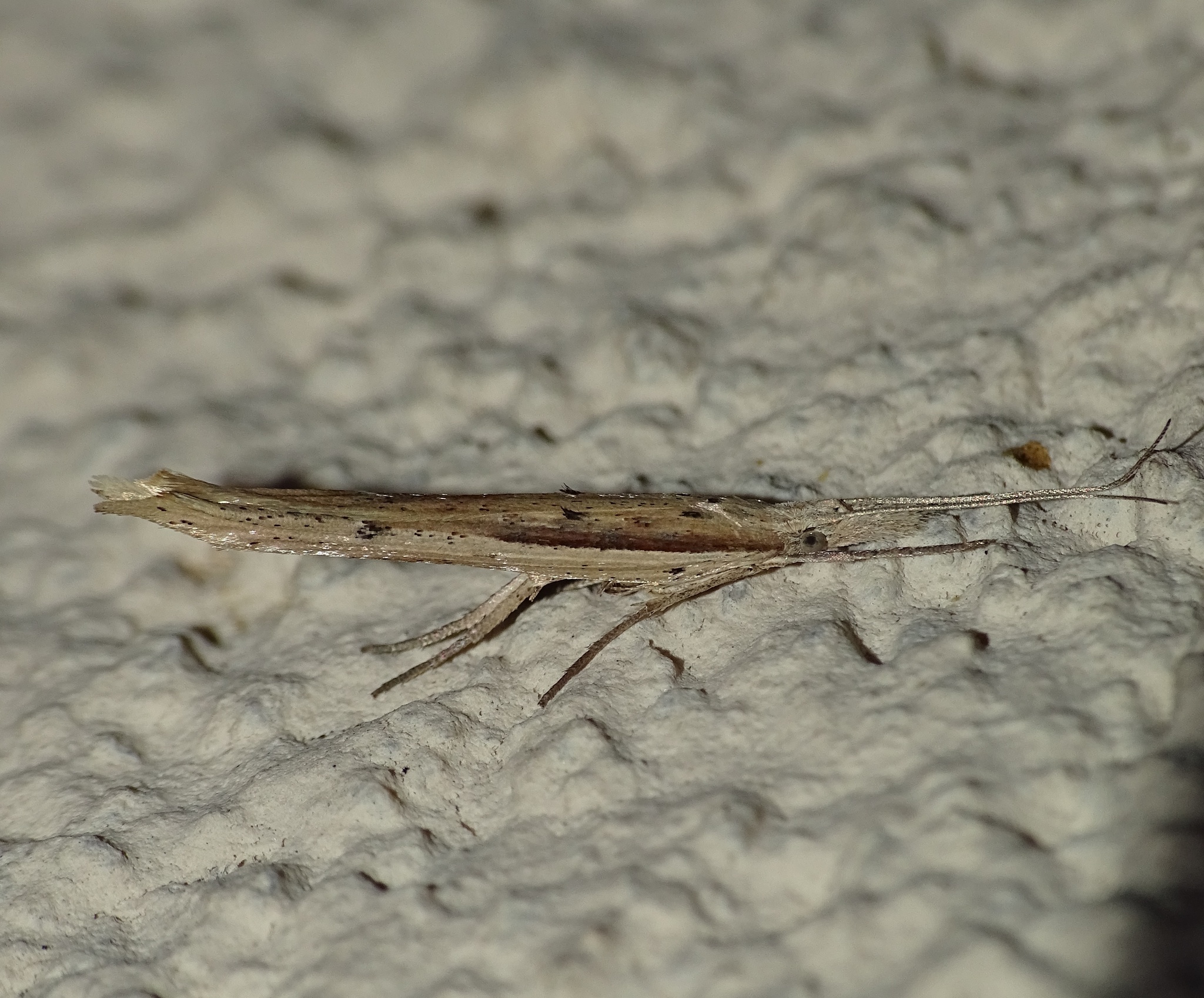 Ypsolopha mucronella (Scopoli, 1763)