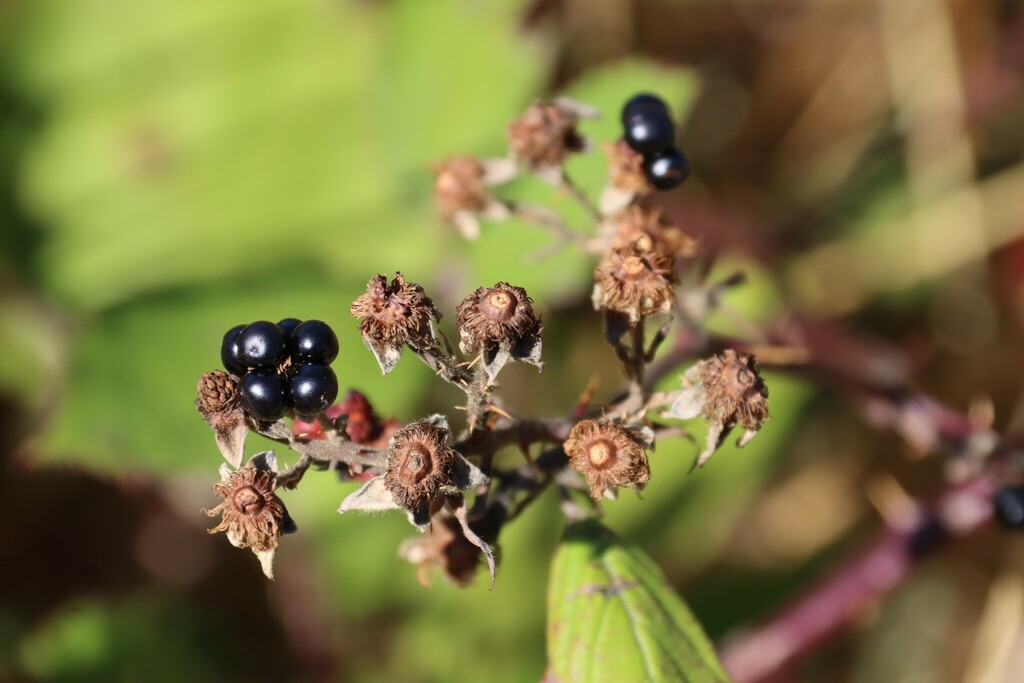 European blackberry complex from Melbourne VIC, Australia on March 10 ...