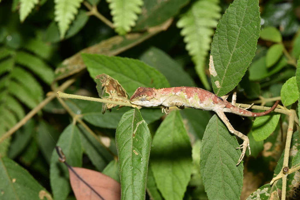Diploderma polygonatum xanthostomum in April 2020 by Yung-Lun Lin ...