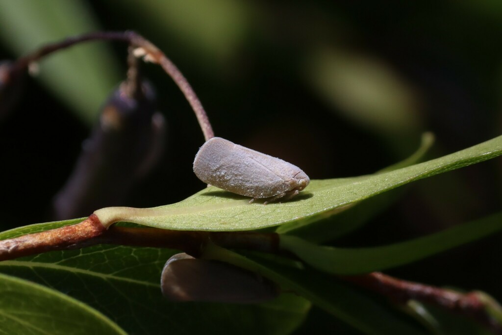 Grey planthopper from Melbourne VIC, Australia on March 10, 2023 at 02: ...