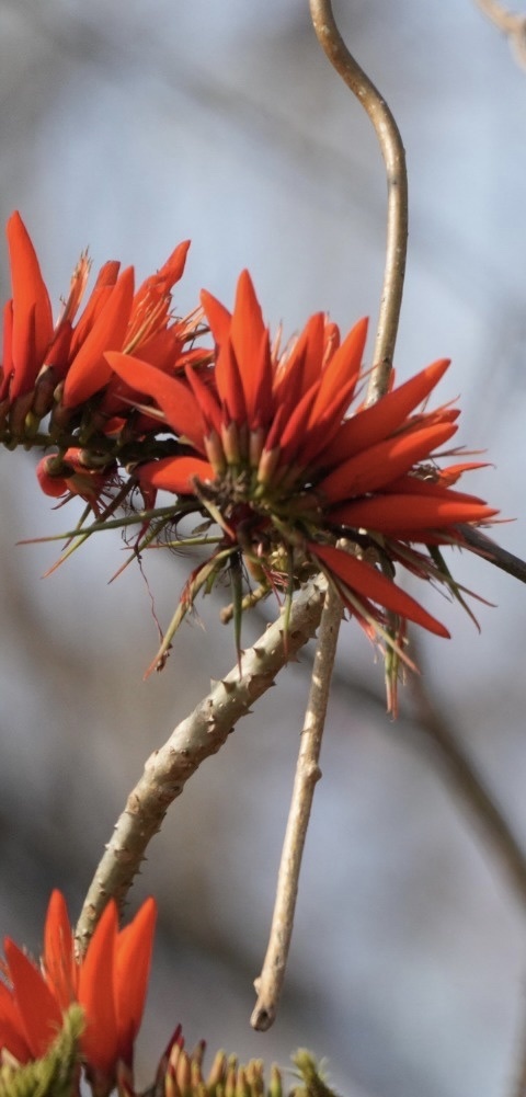 Indian coral tree from Bardez, North Goa, GA, IN on February 9, 2023 at ...