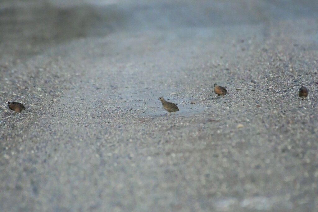 Australian Brown Quail from Bullarah NSW 2400, Australia on March 05 ...