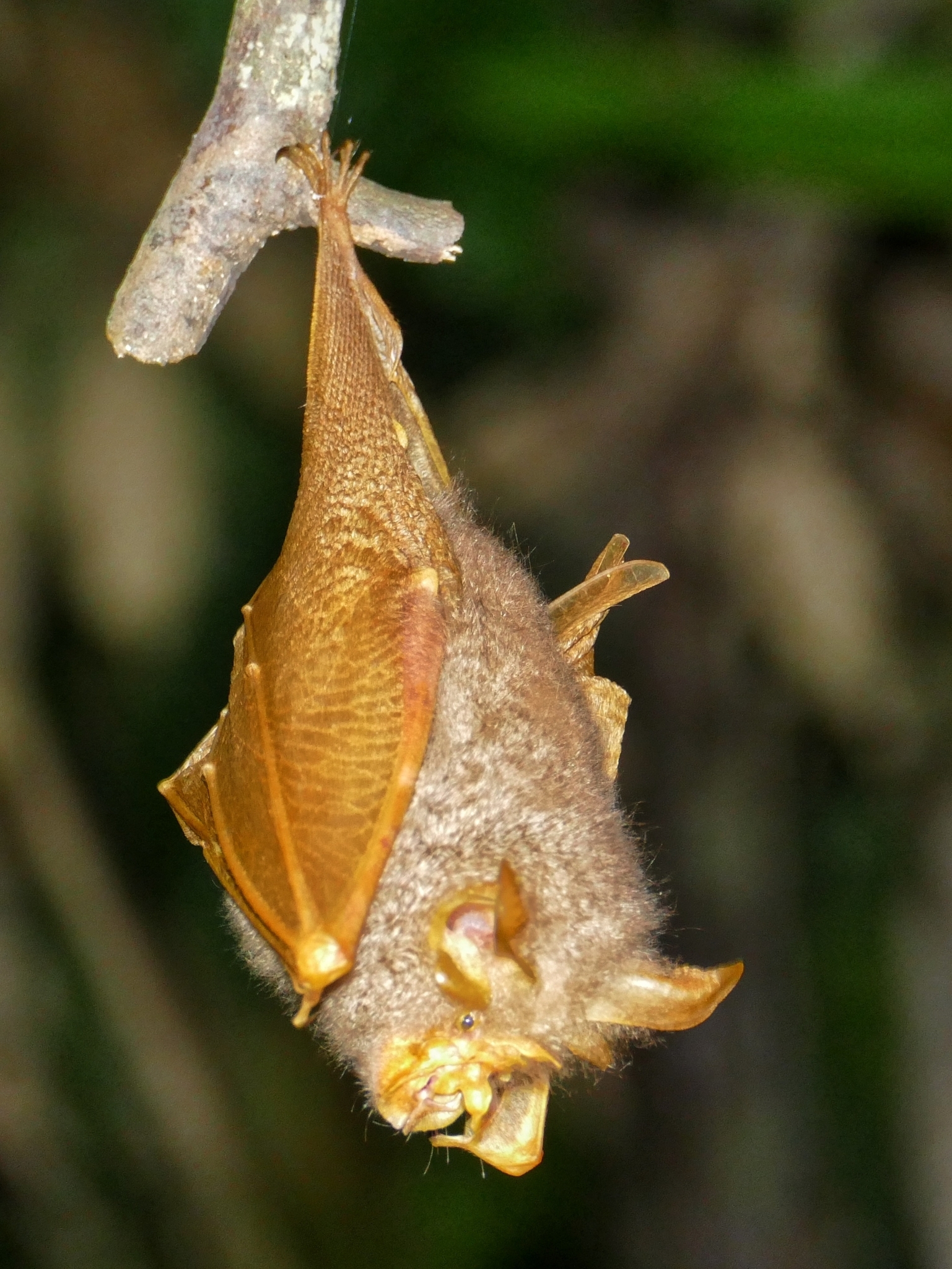 Rhinolophus trifoliatus Temminck, 1834
