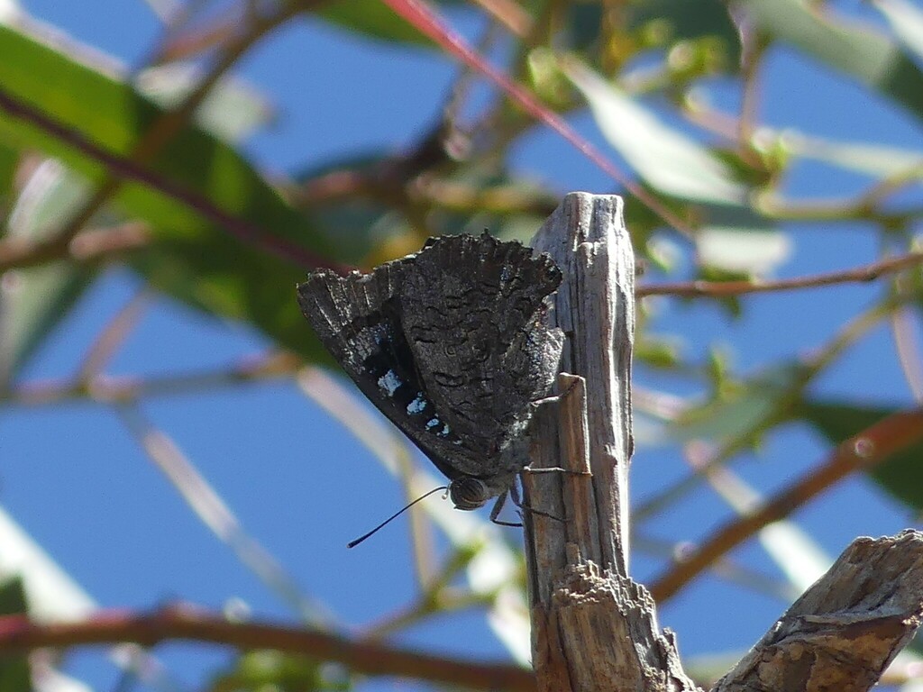Genoveva Azure in February 2023 by JohnNewman. noticable larger than ...