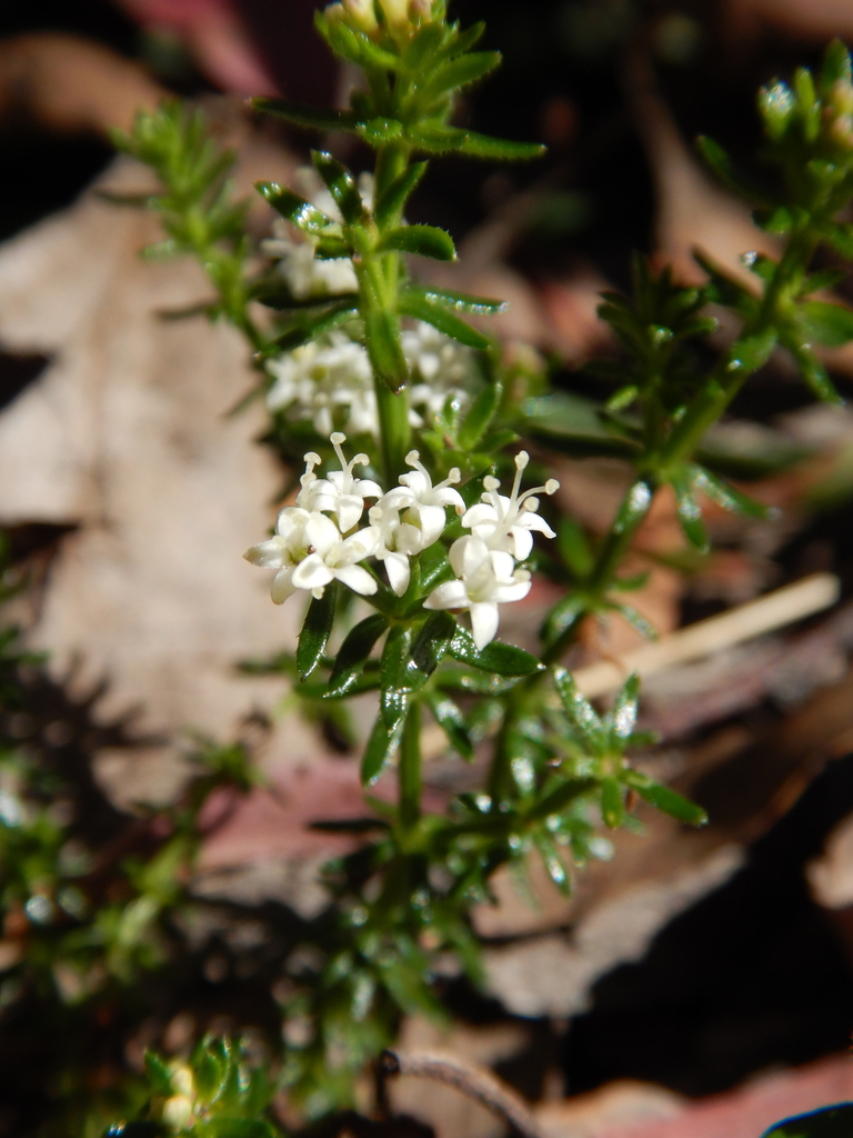Common Woodruff from Kaputar NSW 2390, Australia on November 20, 2022 ...