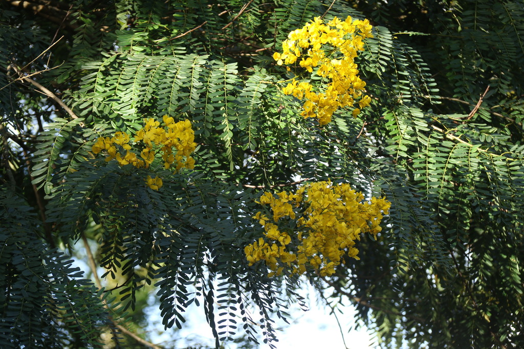 Senna multijuga from Eshowe, 3815, South Africa on March 15, 2023 at 04 ...