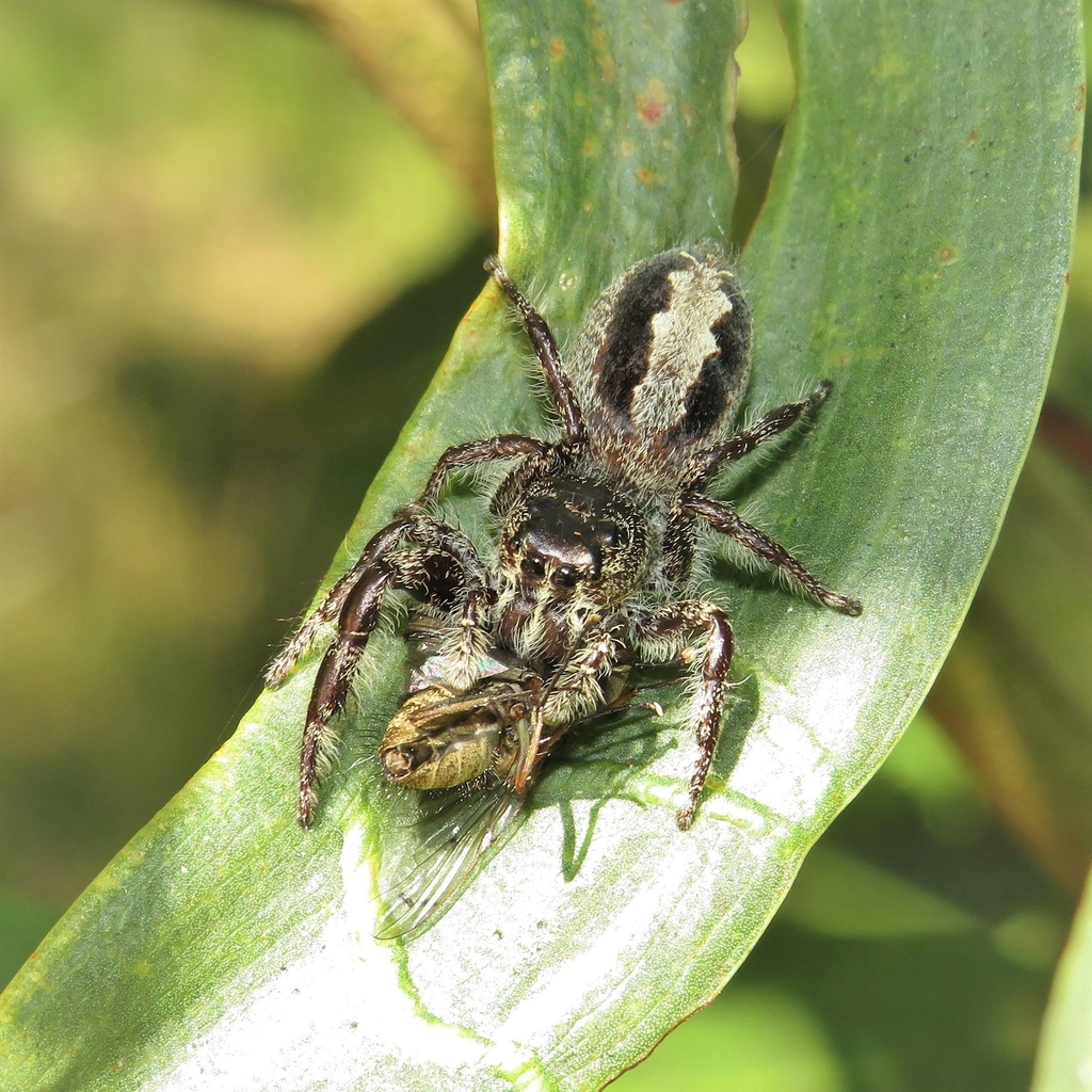 Superb Jumping Spider from Wallaga Lake NSW 2546, Australia on November ...