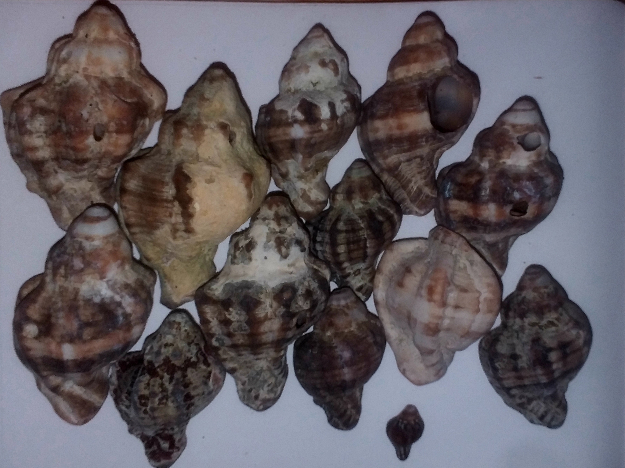 Hexaplex trunculus (Linnaeus, 1758)