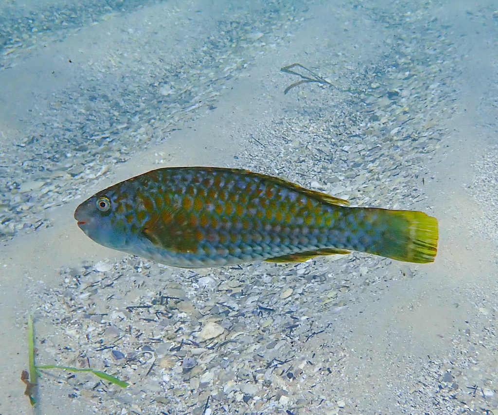 Bluebarred Parrotfish from Cabbage Tree Bay, Manly, NSW, AU on March 16 ...