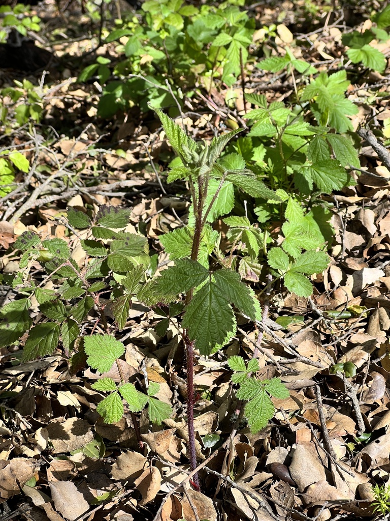 trailing blackberry in March 2023 by Terry · iNaturalist