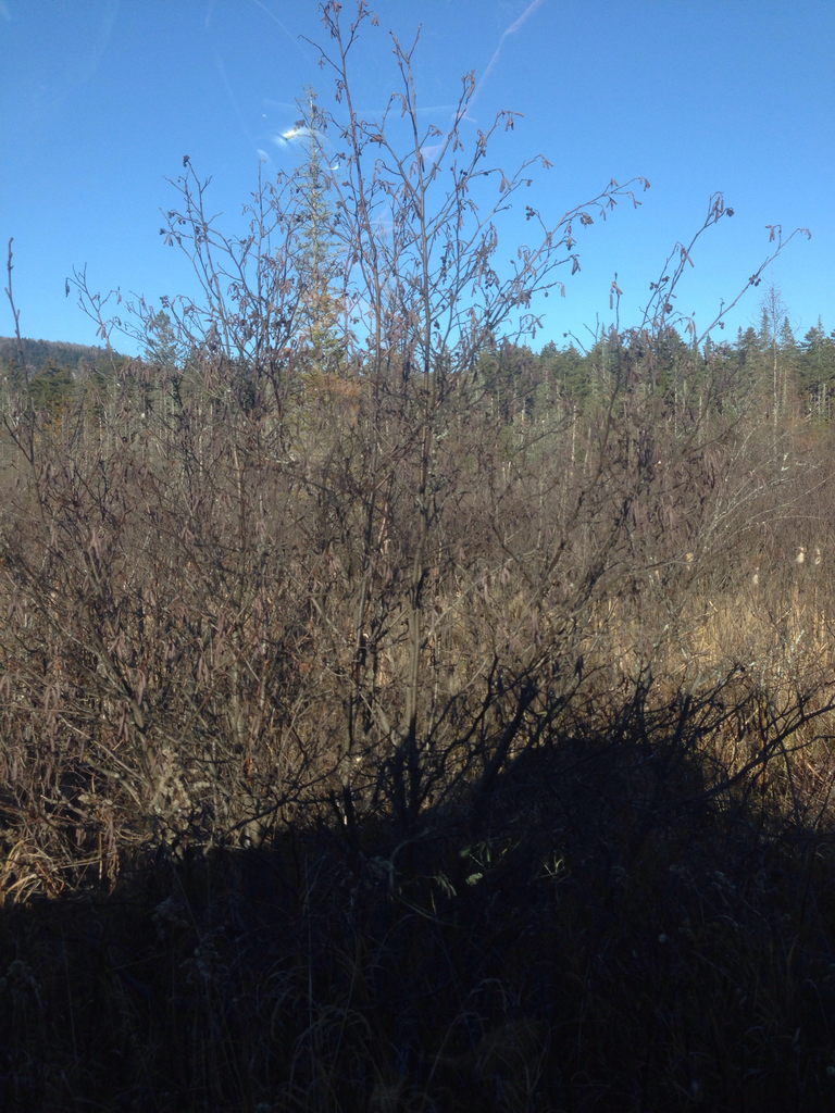 grey alder on November 04, 2015 at 02:45 PM by Charlie Hohn · iNaturalist