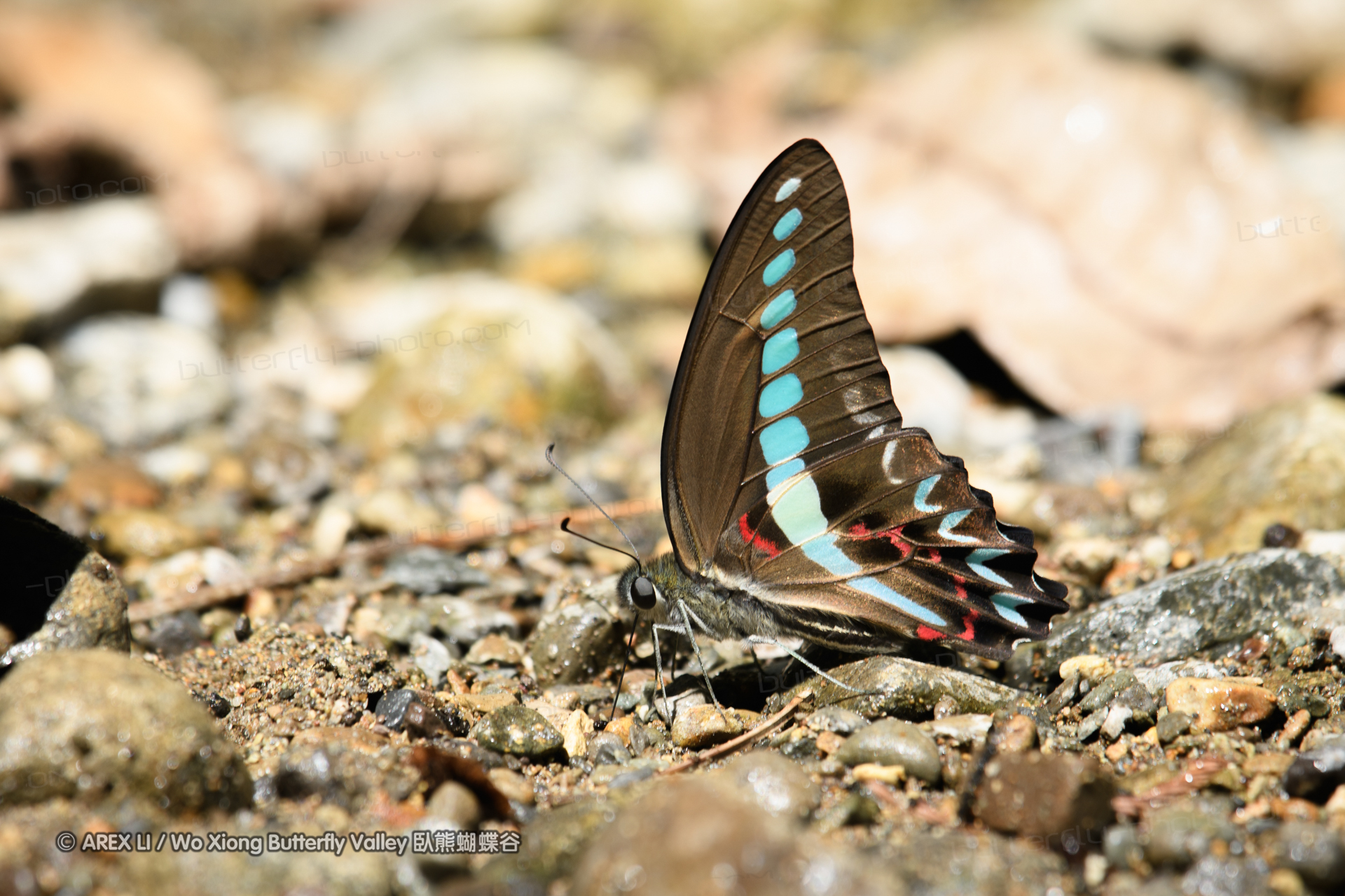 Graphium milon (Felder & Felder, 1864)