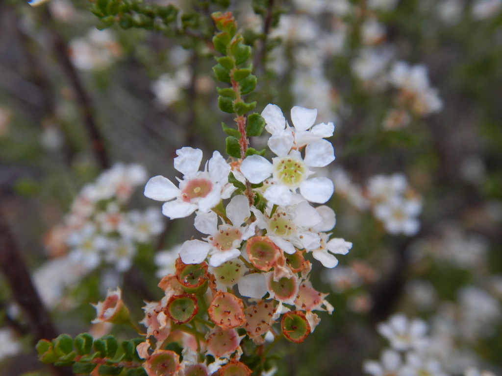 Sannantha cunninghamii from The Pilliga NSW 2388, Australia on November ...