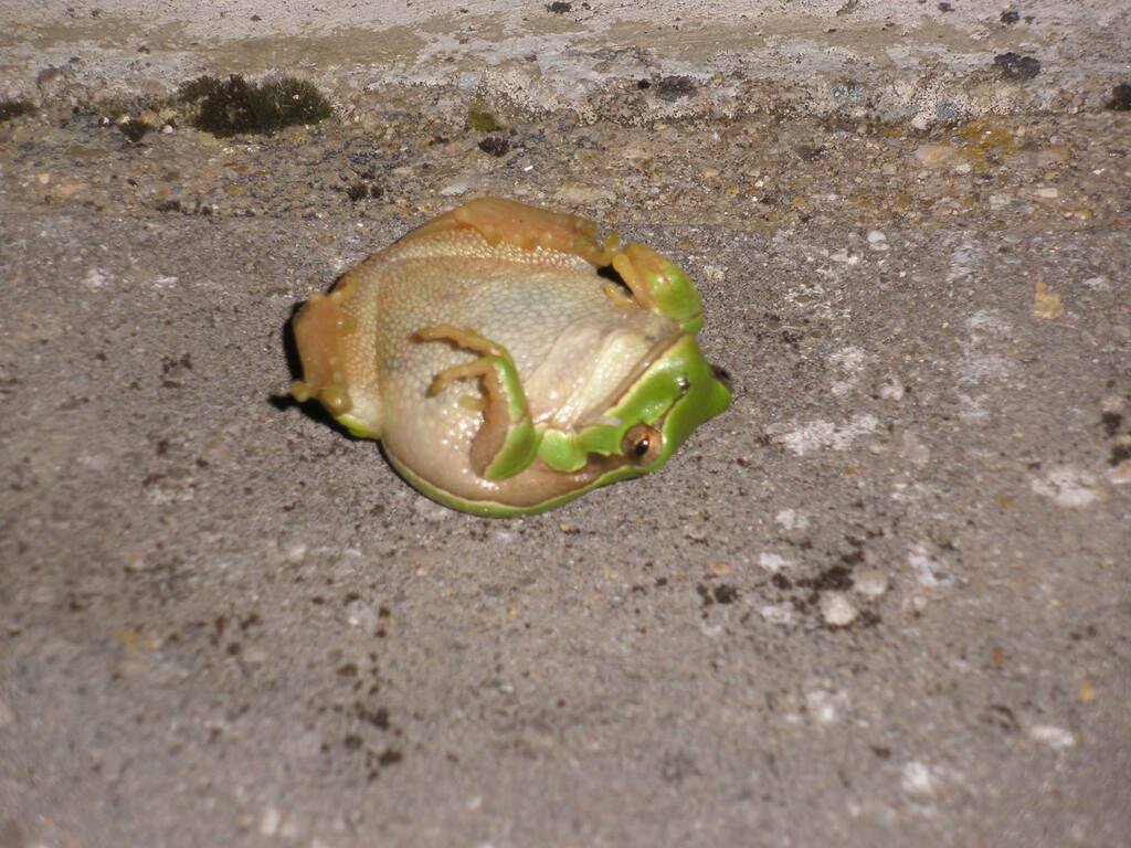 Iberian Tree Frog from Madrid, Spain on May 6, 2016 at 10:30 PM by ...