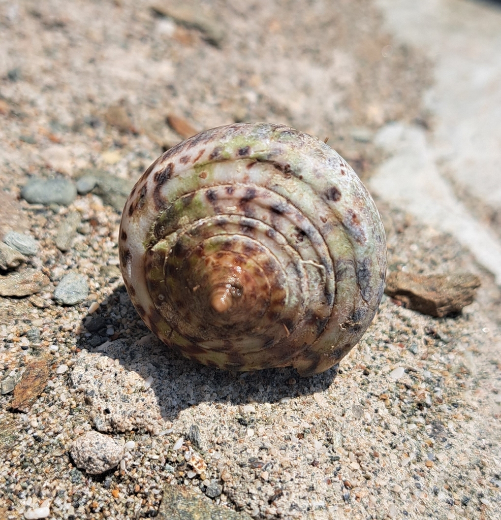 Conus spurius lorenzianus from Santa Marta, Magdalena, Colombia on ...