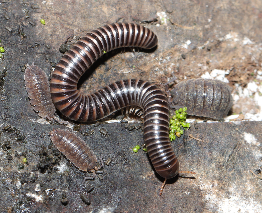 Common Millipedes from Mooikloof, Pretoria, 0059, South Africa on February 26, 2023 at 04:58 PM ...