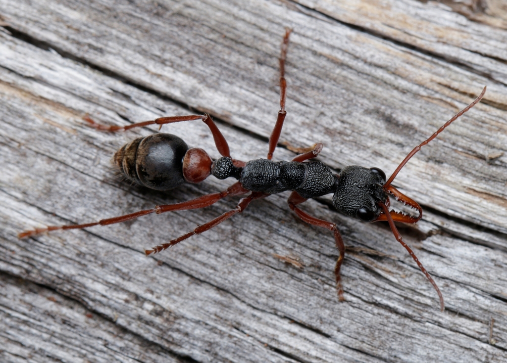 Tasmanian Inchman Ant from South Bruny TAS 7150, Australia on January ...
