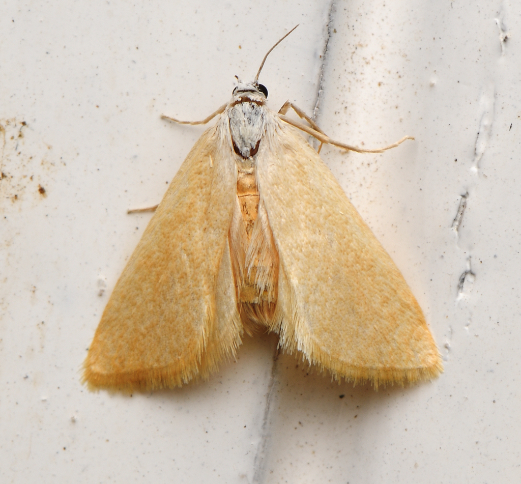 Butterflies and Moths from Tilak Nagar, Bhilwara, Rajasthan 311001 ...