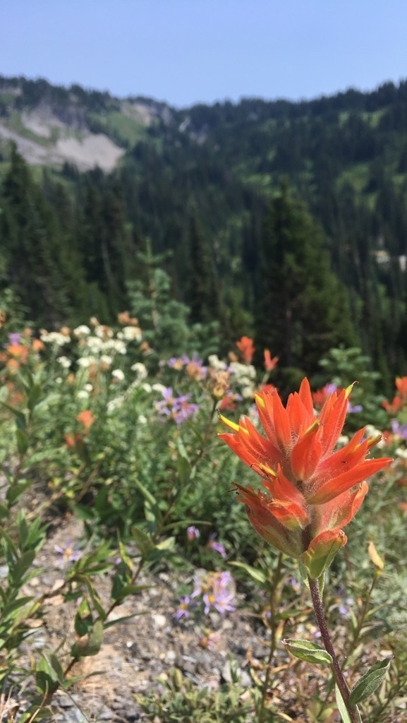 giant red Indian paintbrush from Mount Rainier National Park, Ashford ...