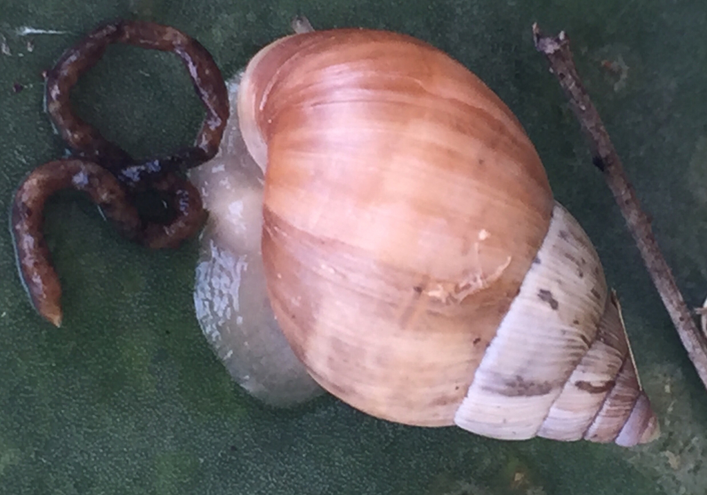prairie rabdotus (Terrestrial Mollusks of Alabama) · iNaturalist