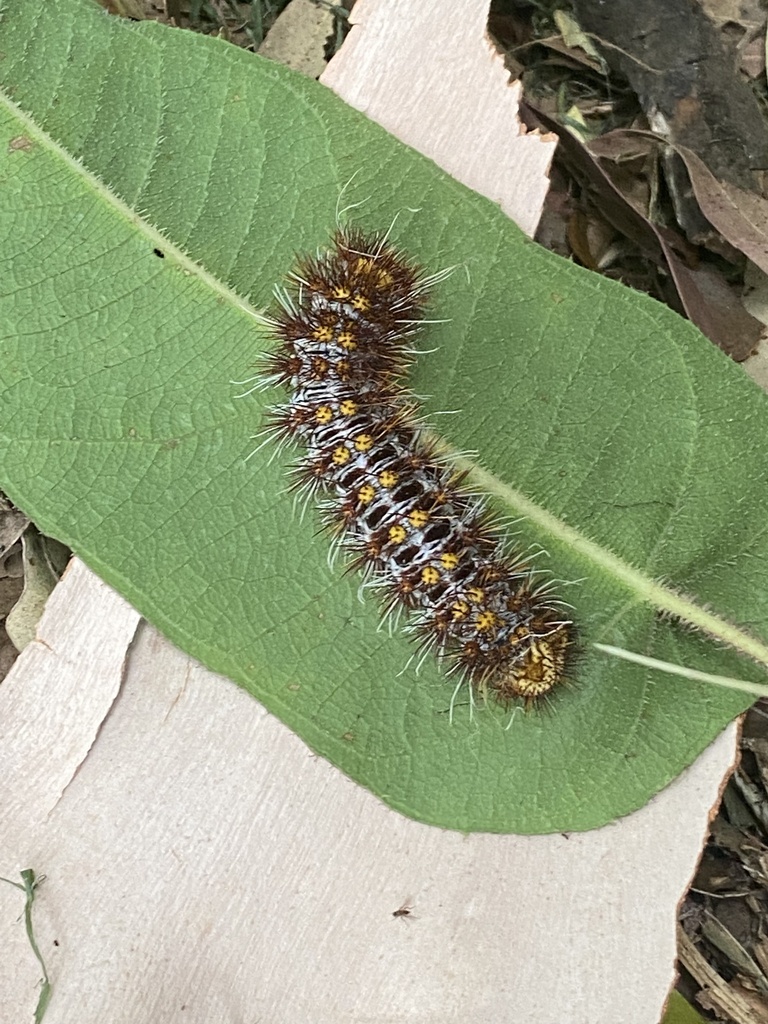 Batwing Moth from Dalrymple Ave, Chatswood, NSW, AU on November 03 ...