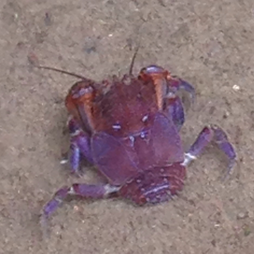 Aegla spinosa · NaturaLista Colombia