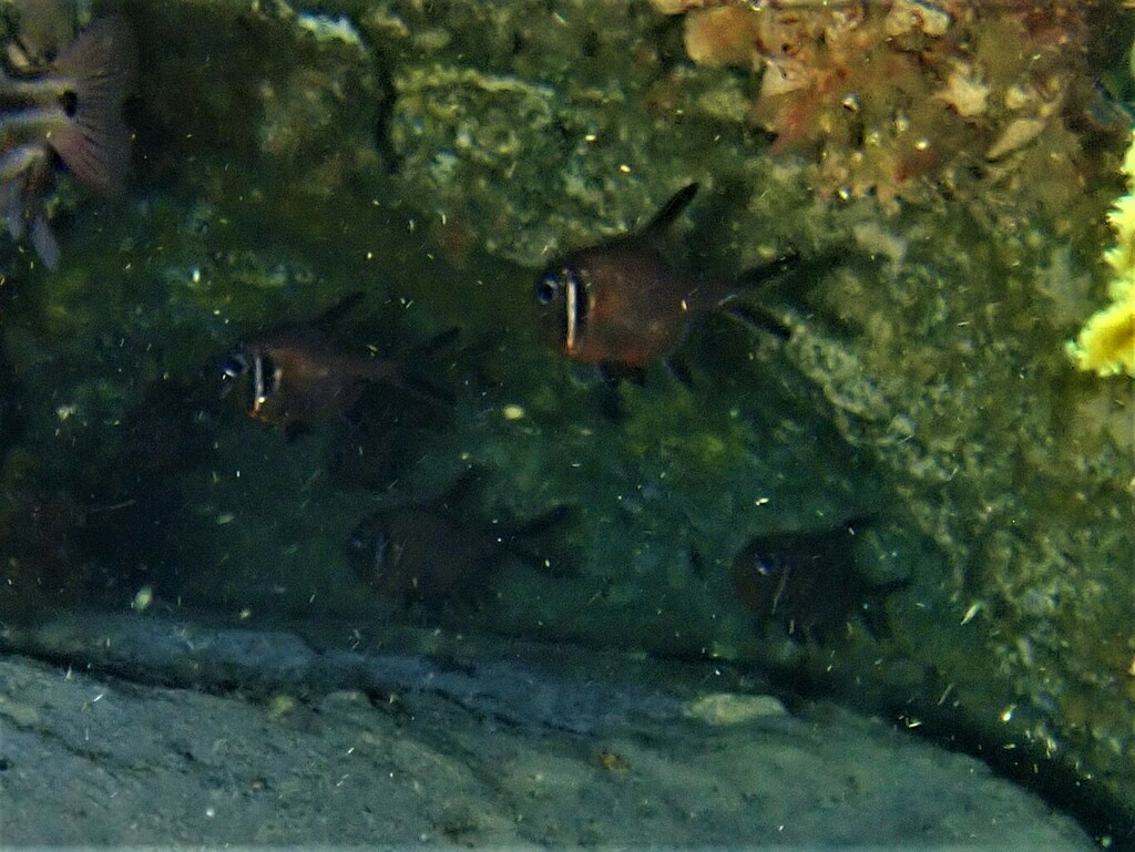 Southern Roughy from Watermans Bay Beach, WA 6020, Australia on March ...
