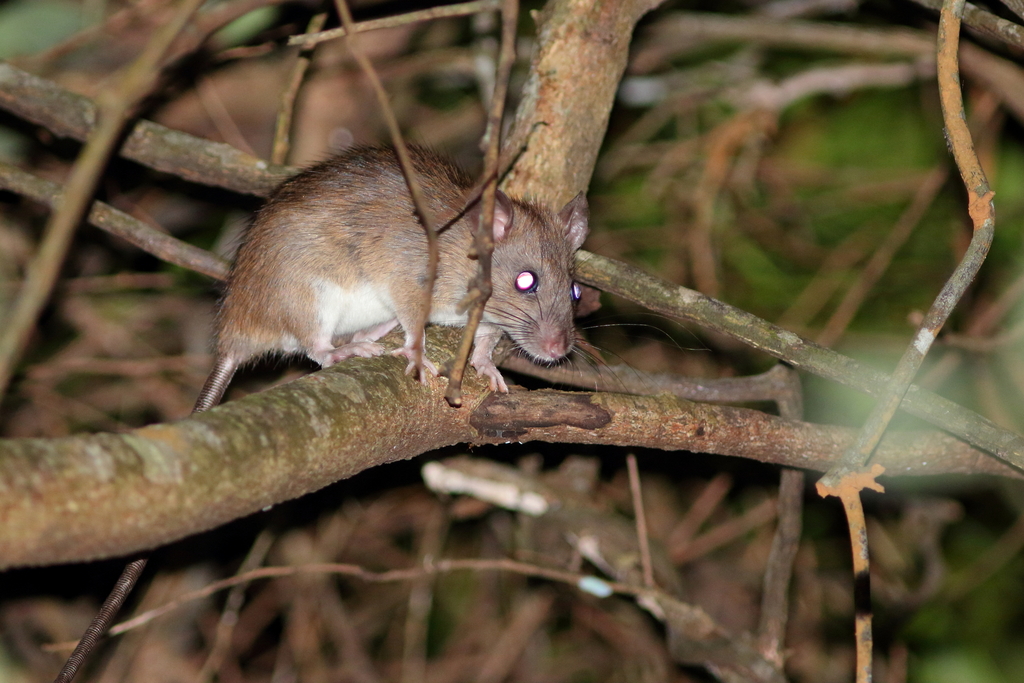 Indochinese Forest Rat (Rattus andamanensis) - Know Your Mammals