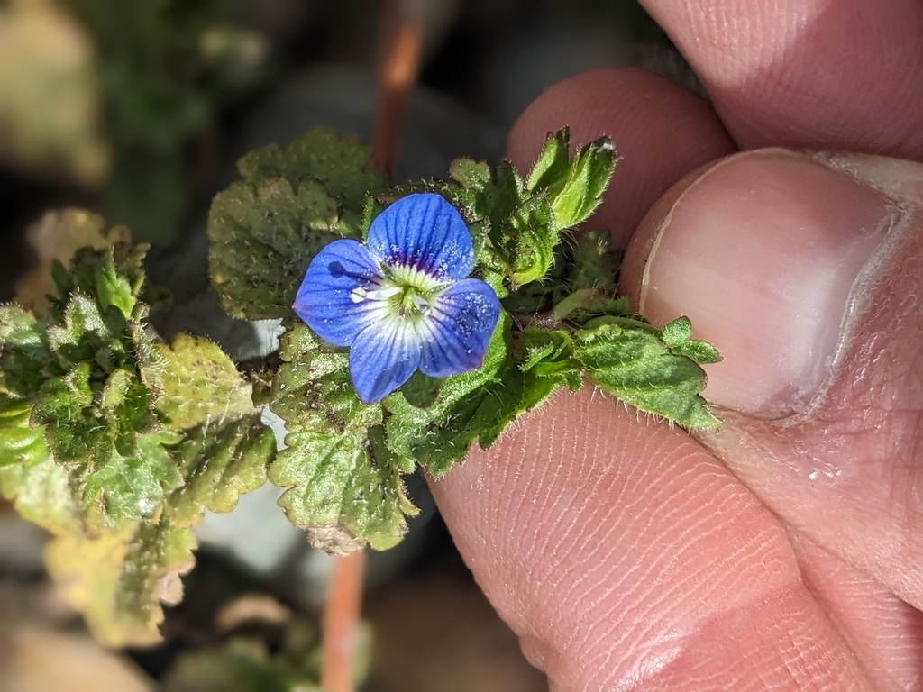 bird's-eye speedwell in March 2023 by Kyler Ken Bowers · iNaturalist