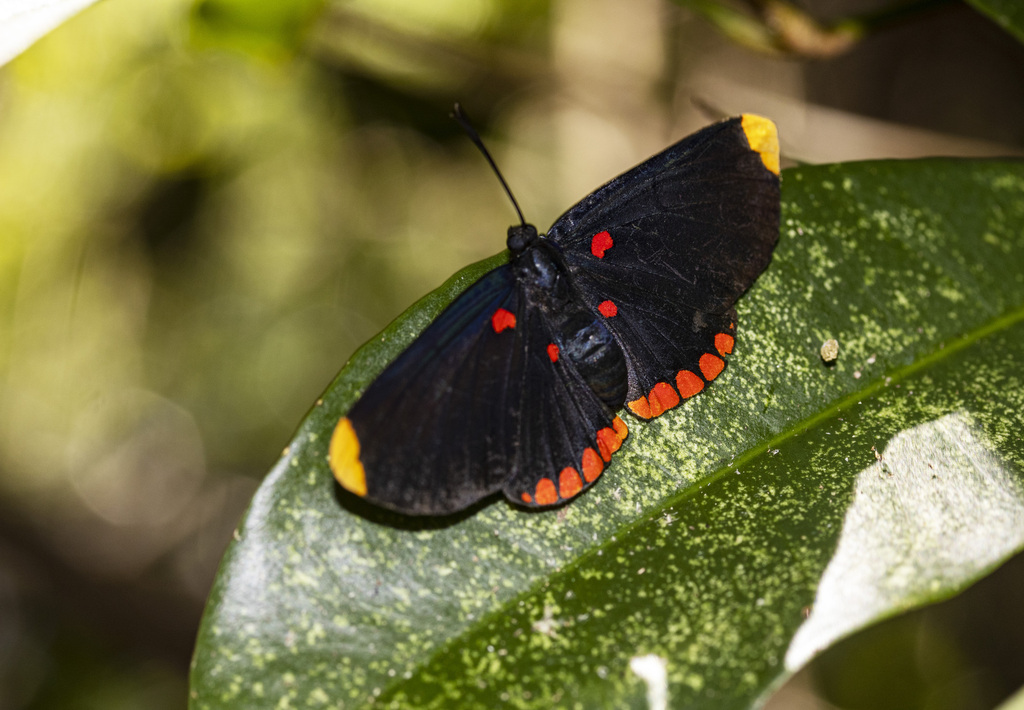 Red-bordered Pixie from Othón P. Blanco, Q.R., México on February 3 ...