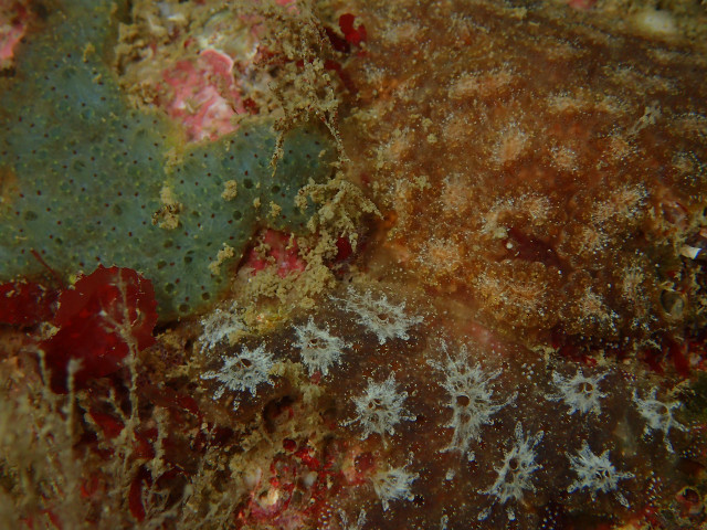 Star Tunicate from Catterline Island on July 23, 2018 at 05:02 PM by ...