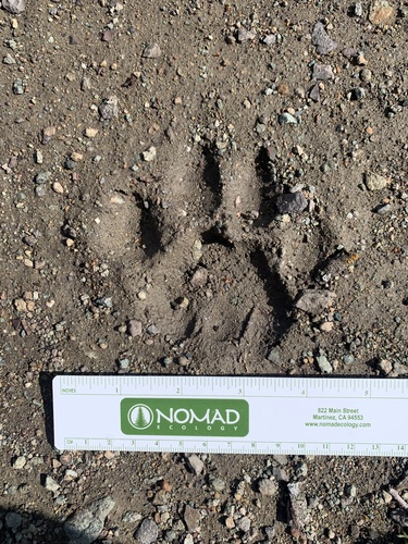 Mountain Lion Tracks – NatureTracking