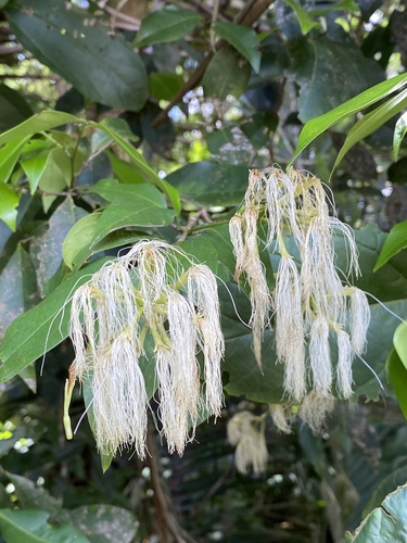 Inga capitata · iNaturalist United Kingdom