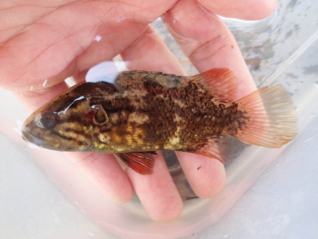 Japanese Perch in February 2023 by hakkahamushi · iNaturalist